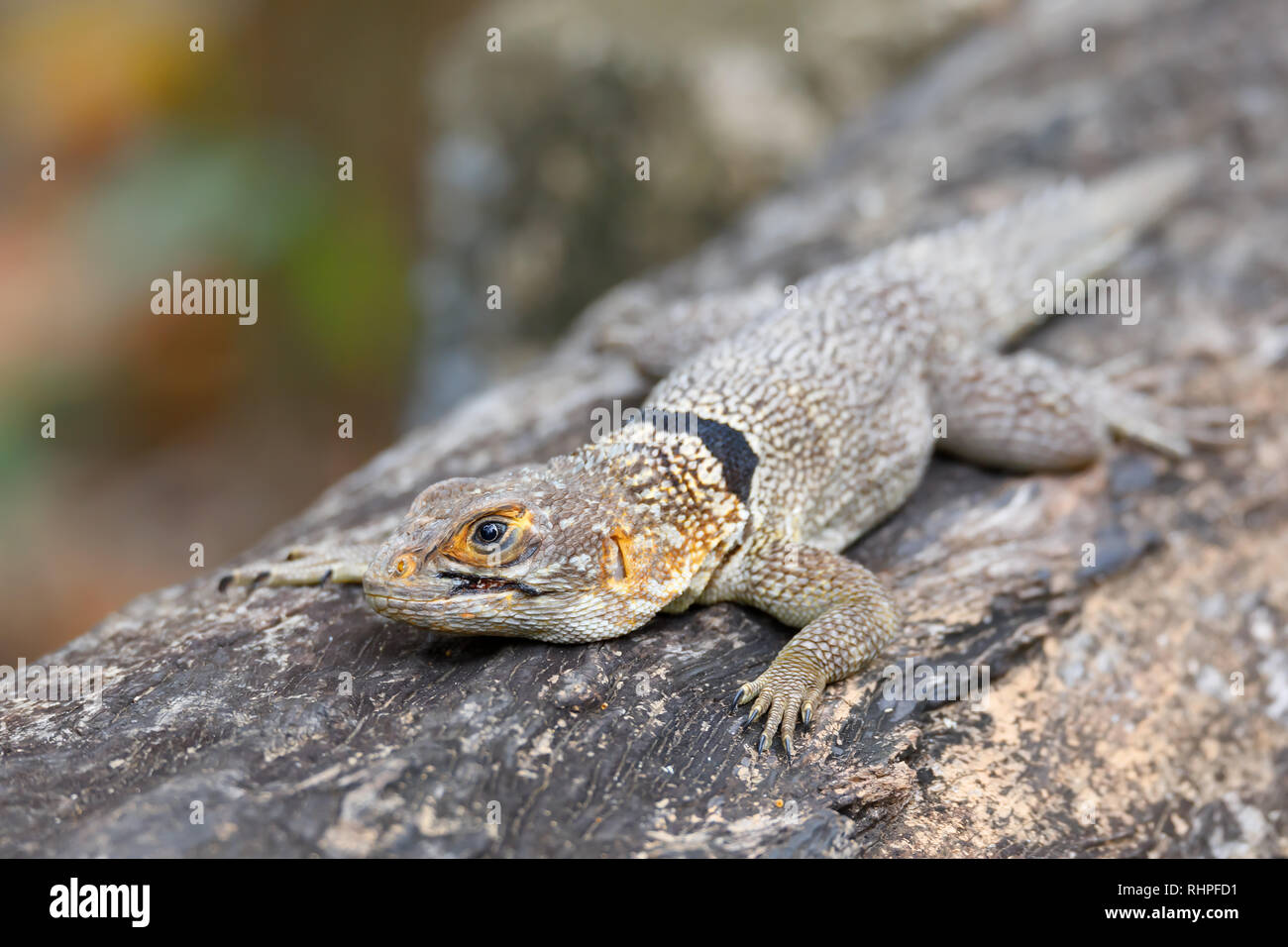 Oplurus cuvieri, known as the collared iguanid lizard, or Madagascan ...