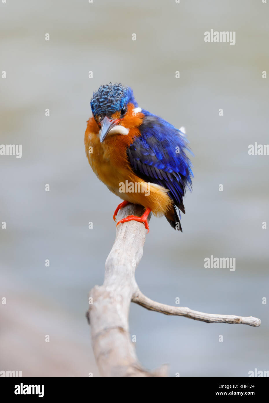 Madagascar beautiful bird kingfisher, Corythornis vintsioides, sitting ...