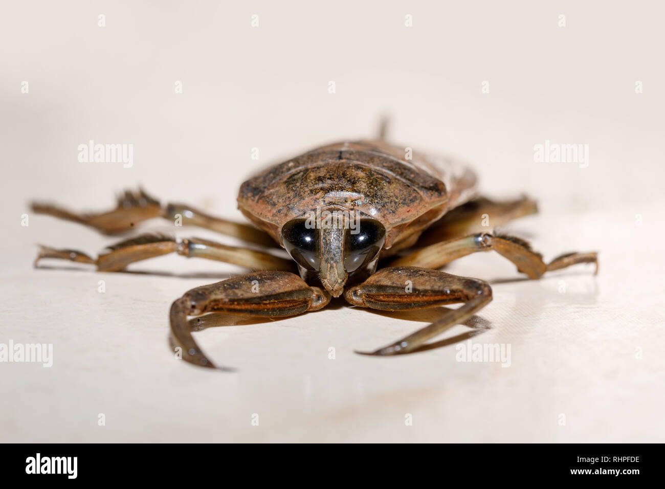 Madagascan Giant Water Bug, Lethocerus oculatus, Ankarafantsika ...