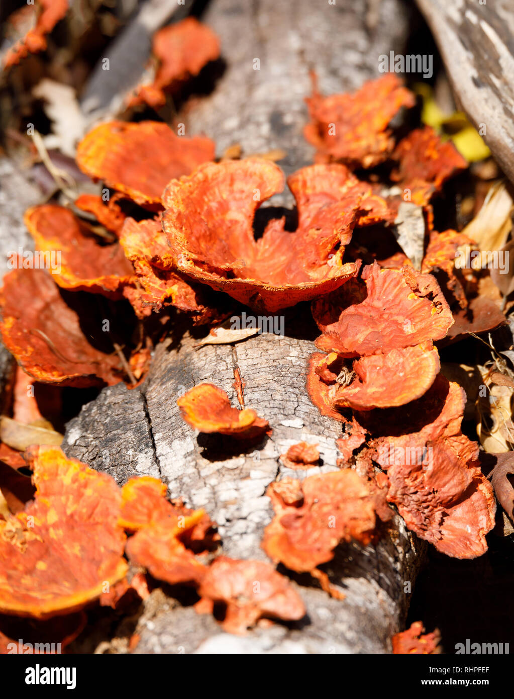 Orange mushroom pycnoporus on the trunk of a rainforest tree ...