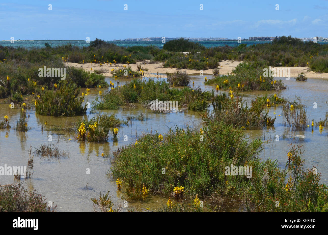 Salt marshes in Armona island, part of the Ria Formosa Natural Park in ...