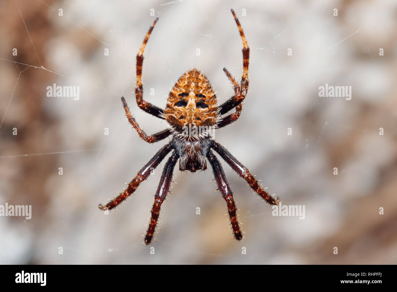 orb-weaver spider spider, Masoala National park, Toamasina province ...