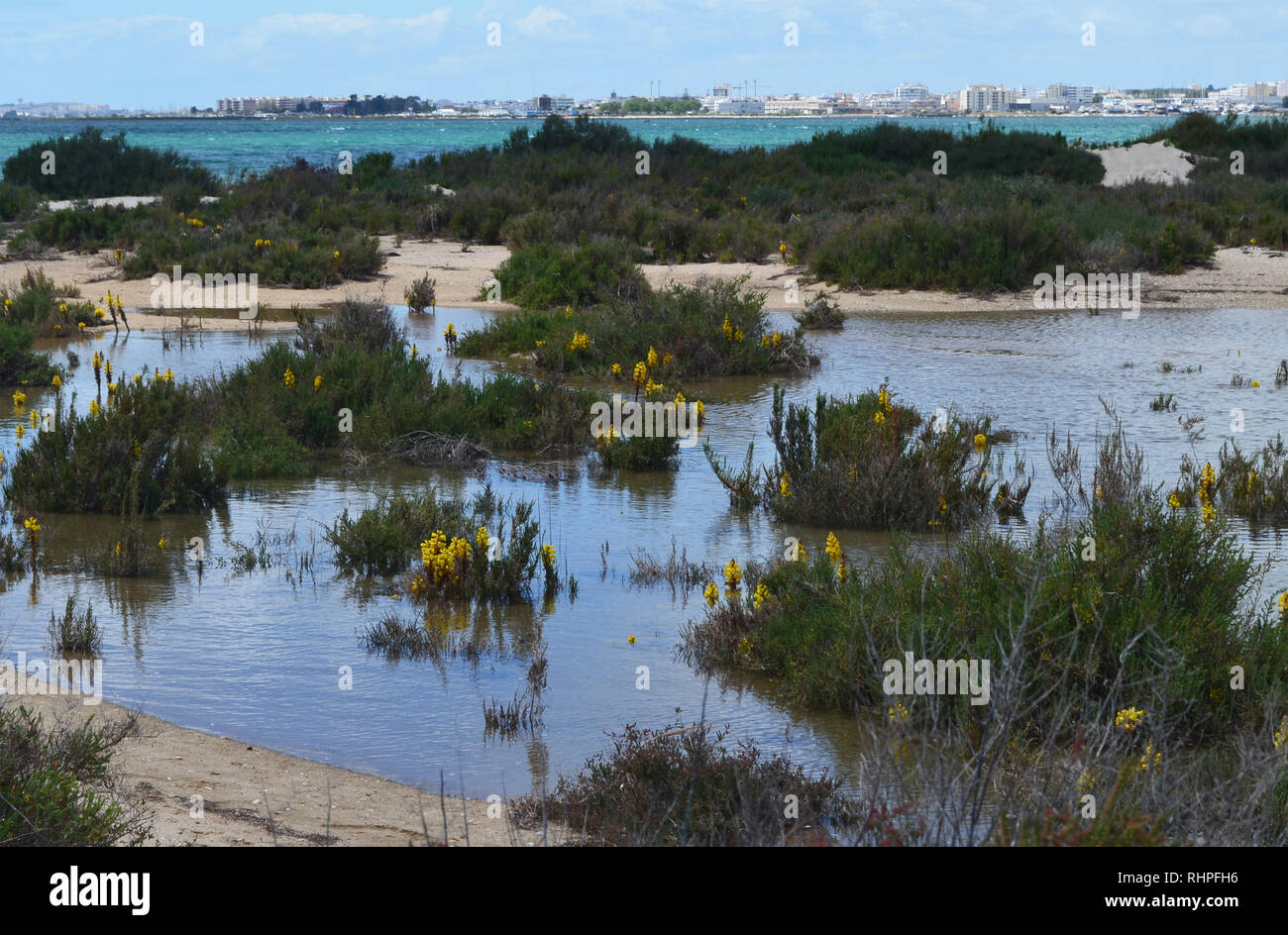 Salt marshes in Armona island, part of the Ria Formosa Natural Park in ...