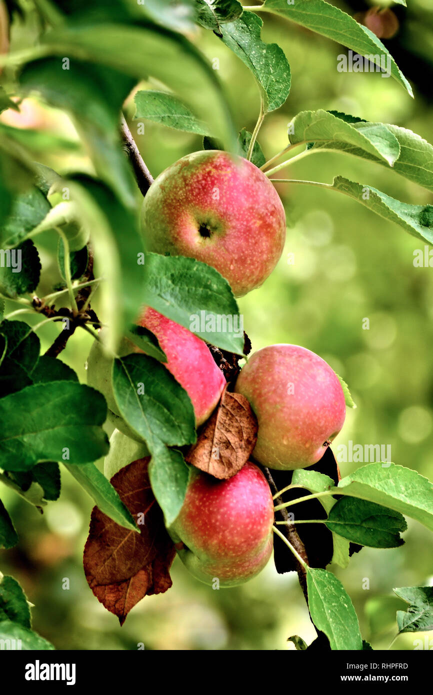 Fresh ripe apples hanging from an apple tree branch ready to harvest ...