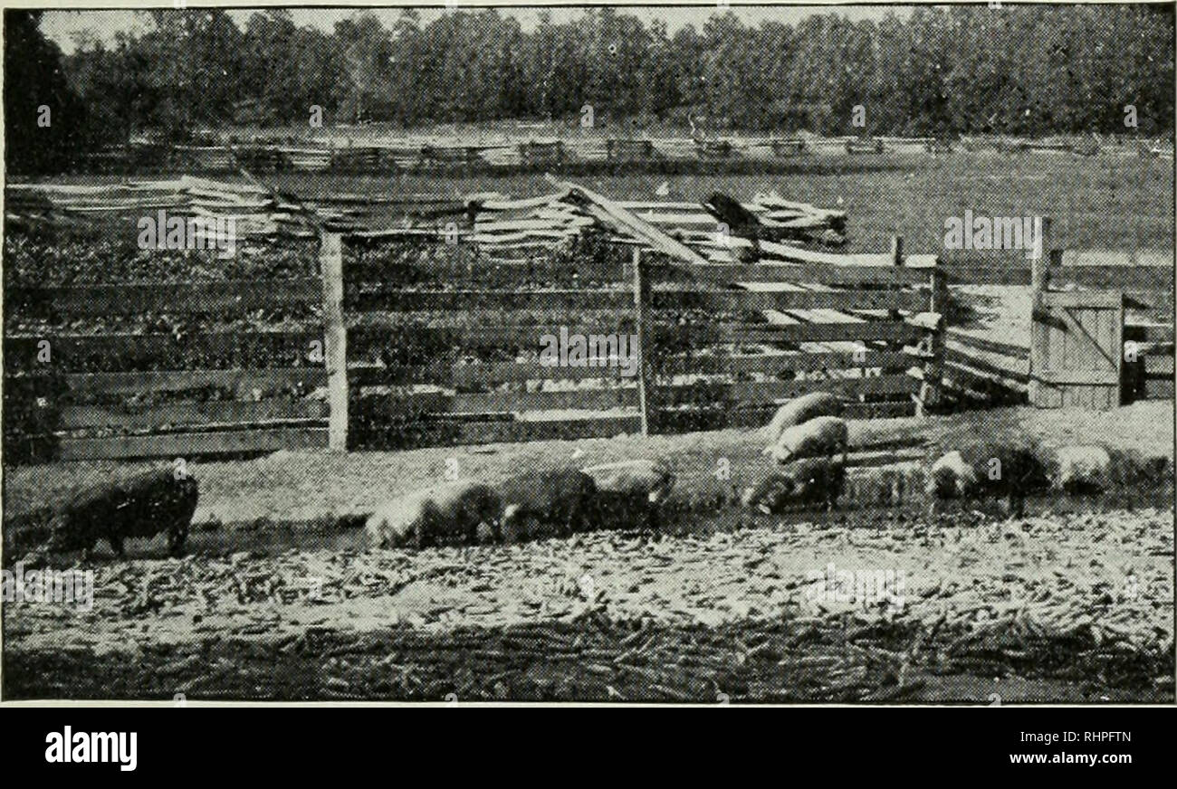 Farm plow pigs hi-res stock photography and images - Alamy