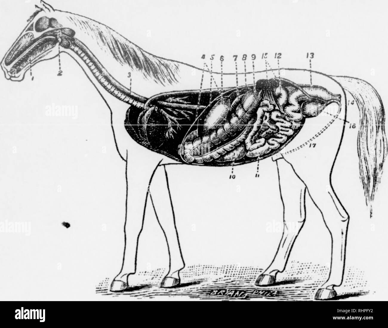 . Biggle horse book. Horses. SHOWING DIGESTIVE APPARATUS."^ 1. jNIouth ...