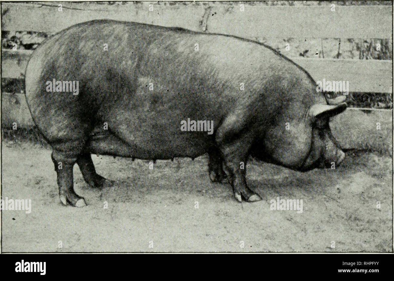 Five pound pigs hi-res stock photography and images - Alamy
