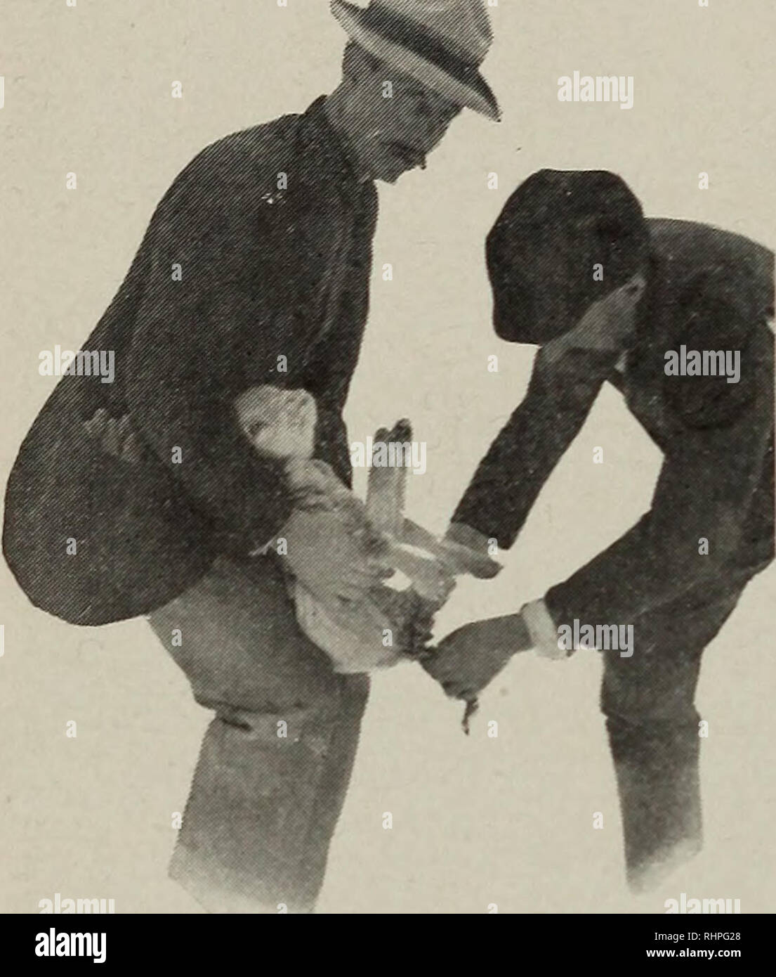 Docking Sheep High Resolution Stock Photography and Images - Alamy