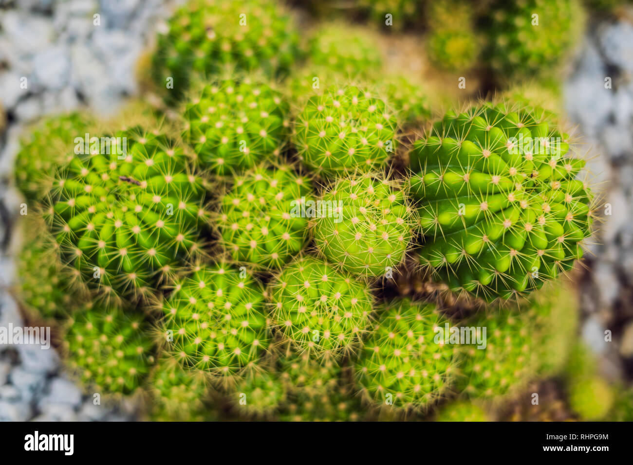Closeup view of green cactus as a background, top view, texture Stock ...