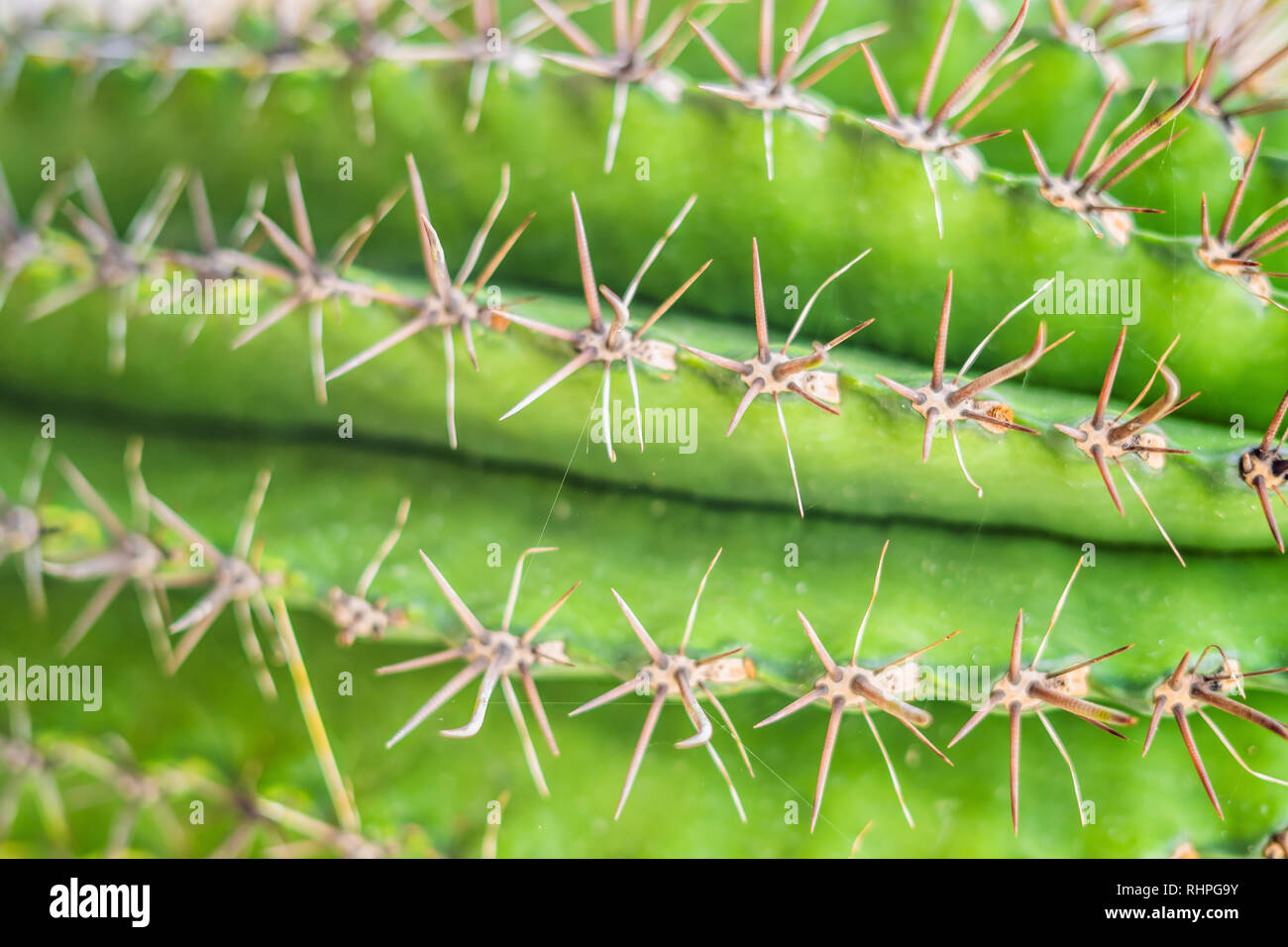 Closeup view of green cactus as a background, top view, texture Stock ...