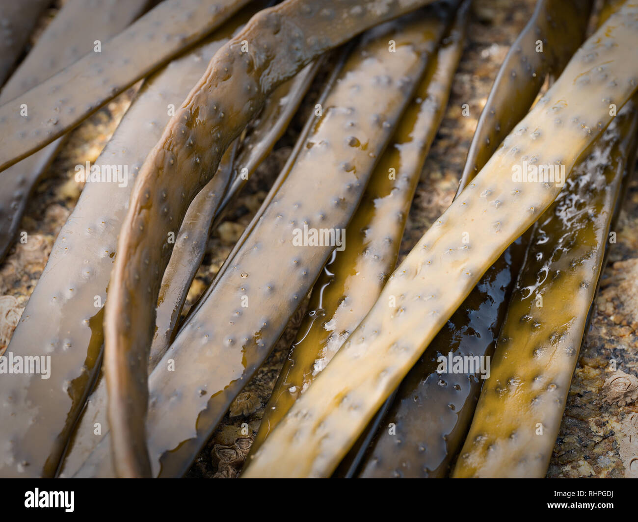 Thongweed himanthalia elongata brown seaweed hi-res stock photography ...