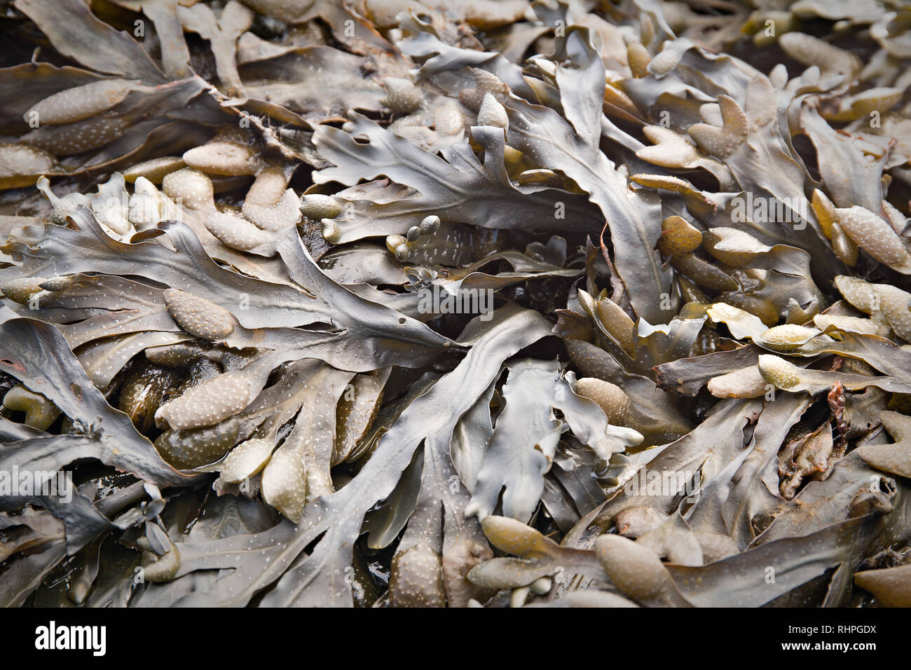 Bladder wrack, fucus vesiculosus a sea algae from the Atlantic Ocean ...