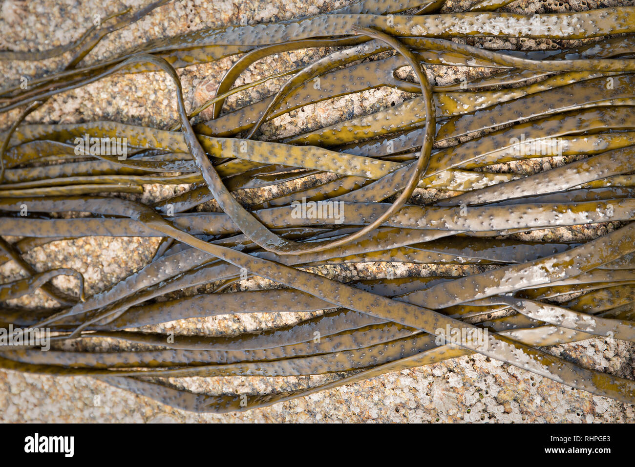 Sea thong himanthalia elongata galicia hi-res stock photography and ...