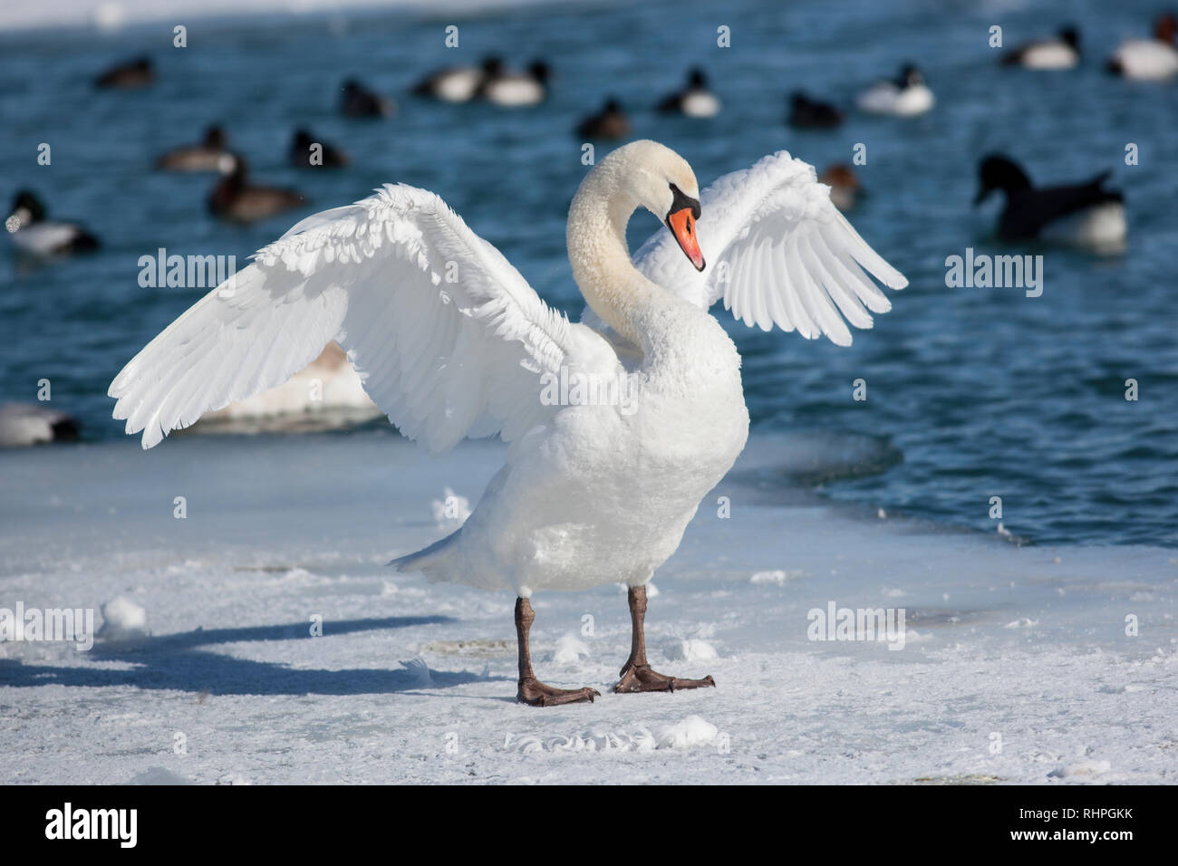 Bird wing display hi-res stock photography and images - Alamy