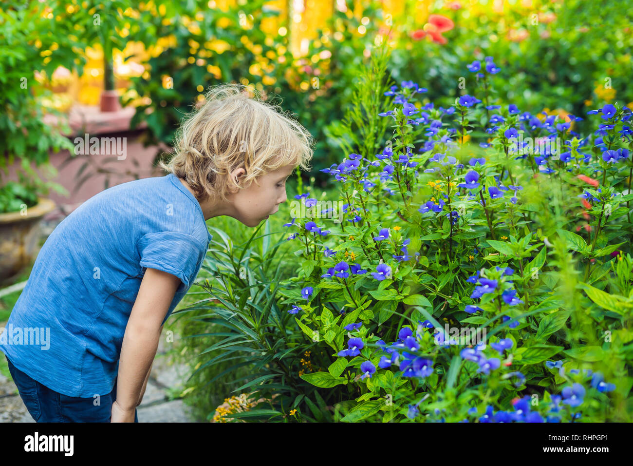 The boy smells a little blue flowers Stock Photo - Alamy