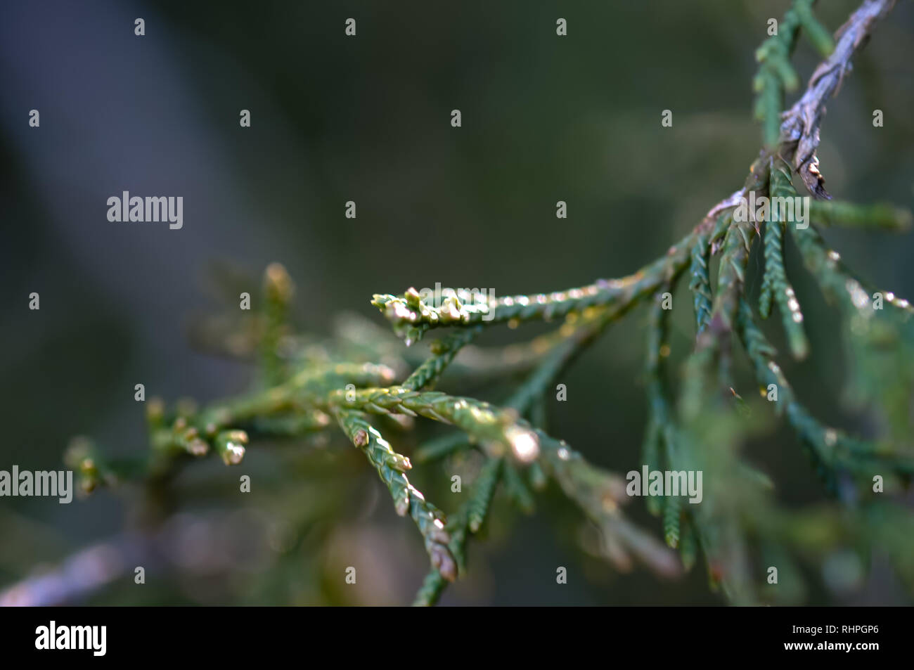 macro Shot of cedar limb Stock Photo - Alamy
