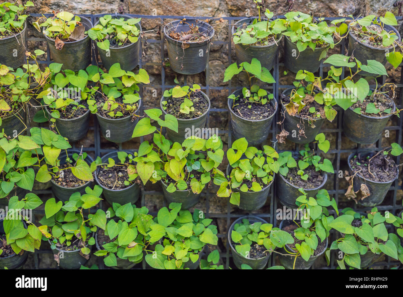Houttuynia cordata chameleon hi-res stock photography and images - Alamy