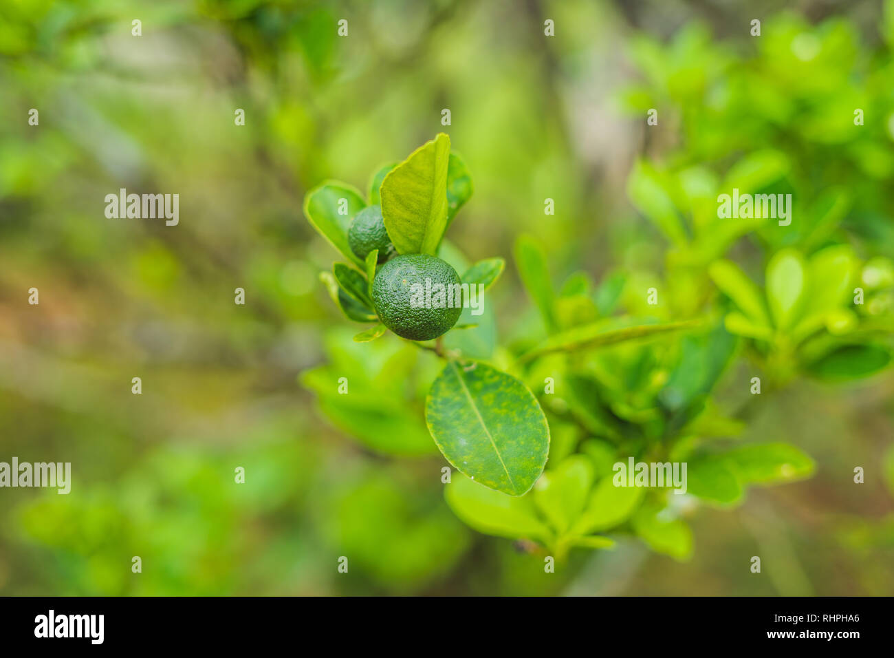 Green limes on a tree. Lime is a hybrid citrus fruit, which is ...
