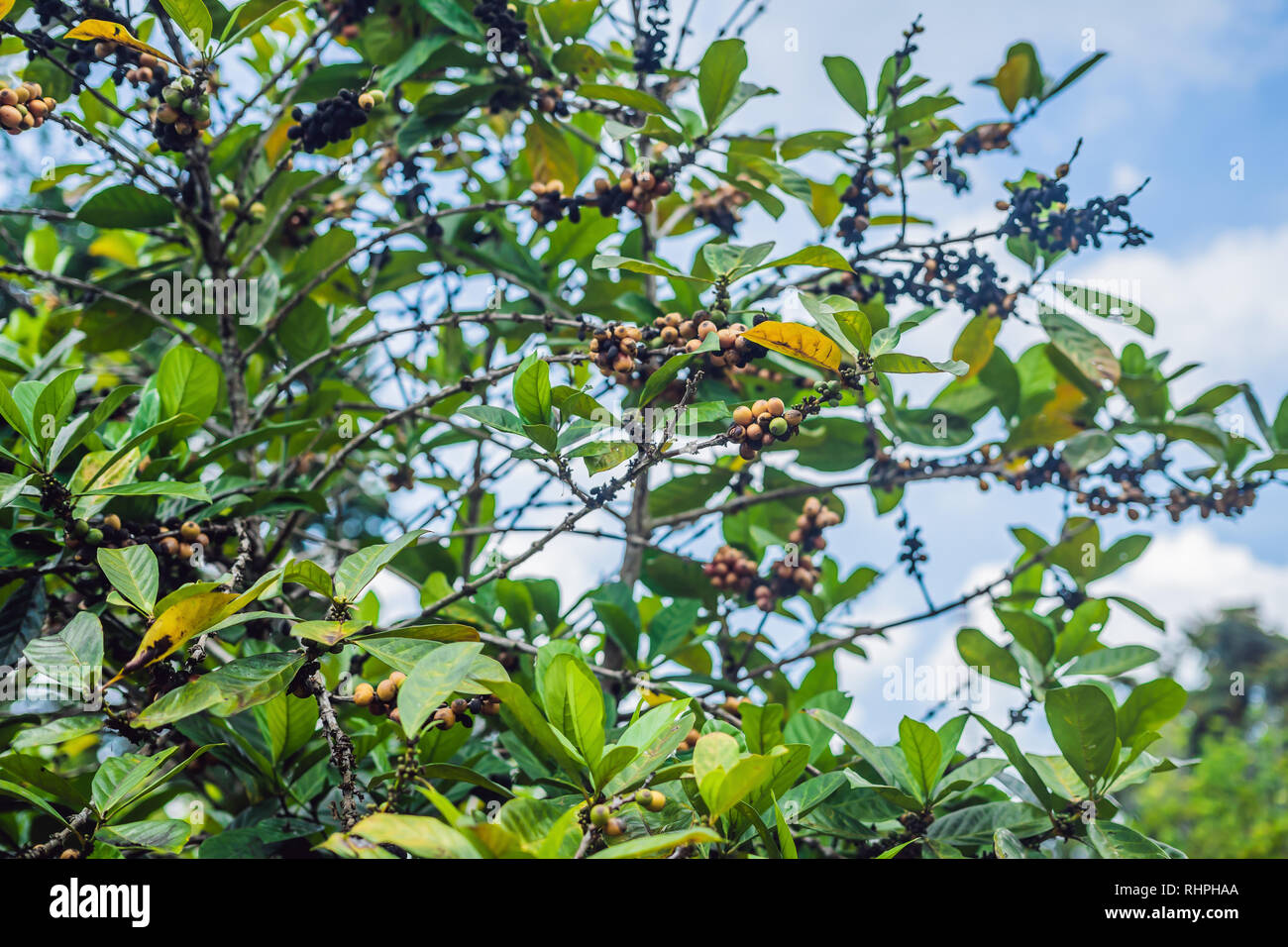 closeup of green and red coffee seeds in a plantations Stock Photo - Alamy
