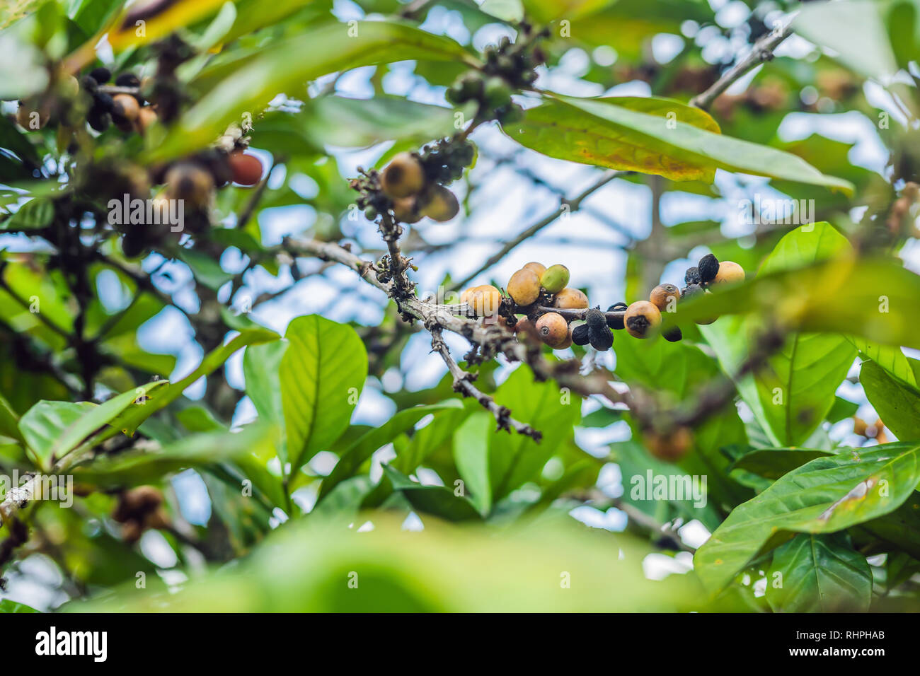 closeup of green and red coffee seeds in a plantations Stock Photo - Alamy