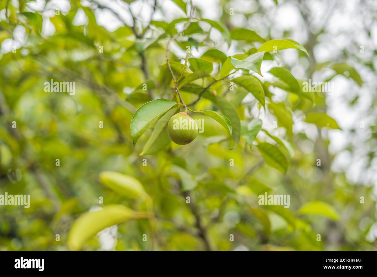 Nutmeg in green background on a tree Stock Photo - Alamy