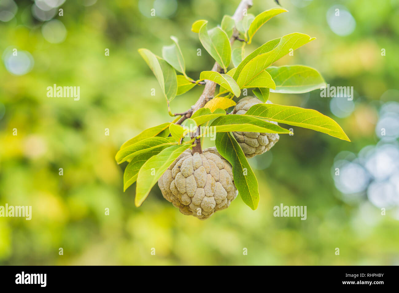 Asia custard apple tree hi-res stock photography and images - Alamy