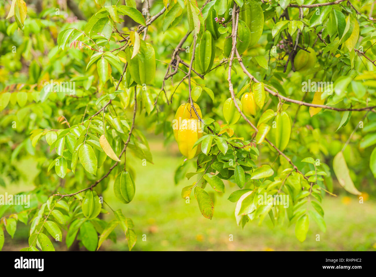 Carambola averrhoa carambola fruta estrella hi-res stock photography ...