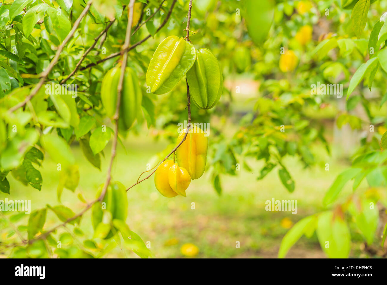 Carambola averrhoa carambola fruta estrella hi-res stock photography ...