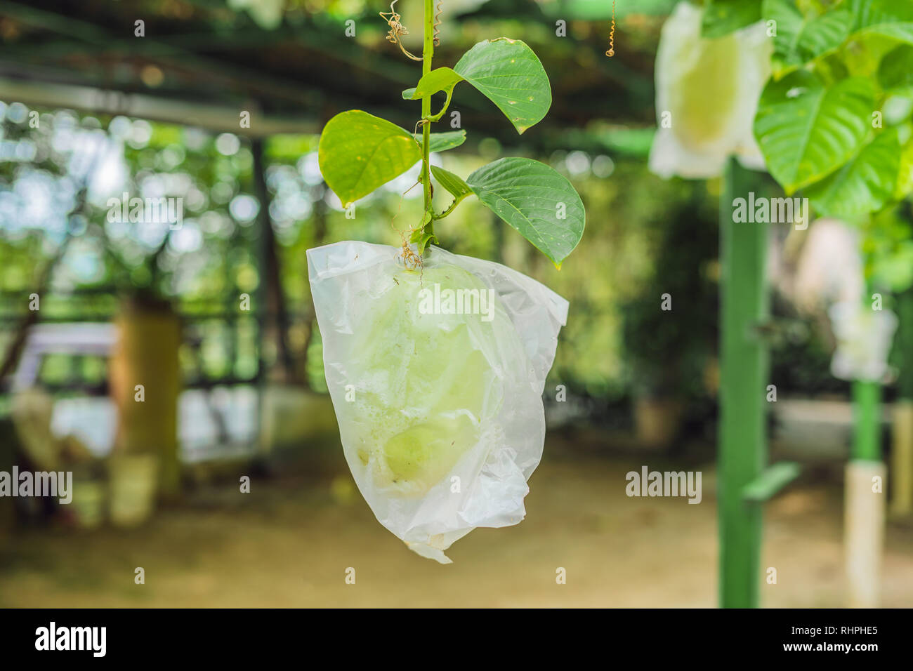 Organic guava grows in a plastic bag to protect against pests Stock ...