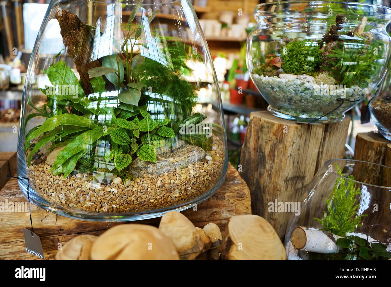 Attractive glass terrariums of different shapes, sizes, and attractive ...