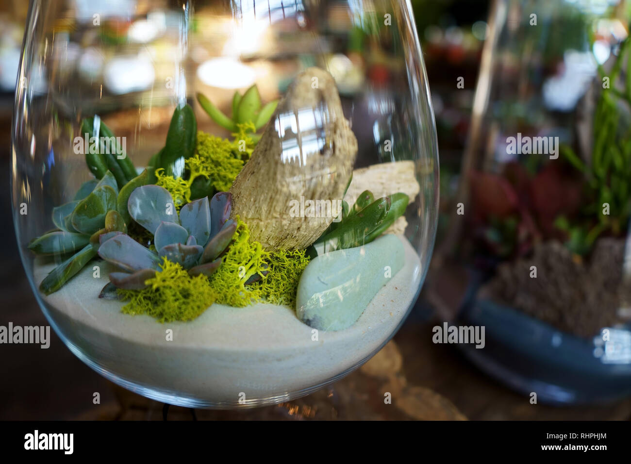Attractive glass terrariums of different shapes, sizes, and attractive ...