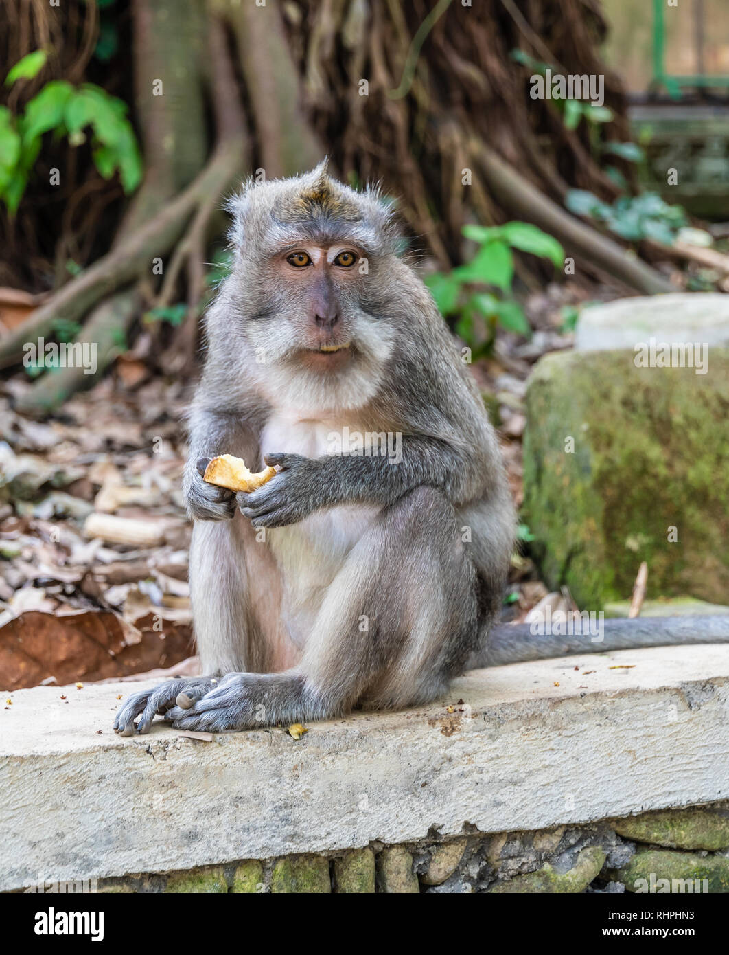 Bali monkey beach hi-res stock photography and images - Alamy