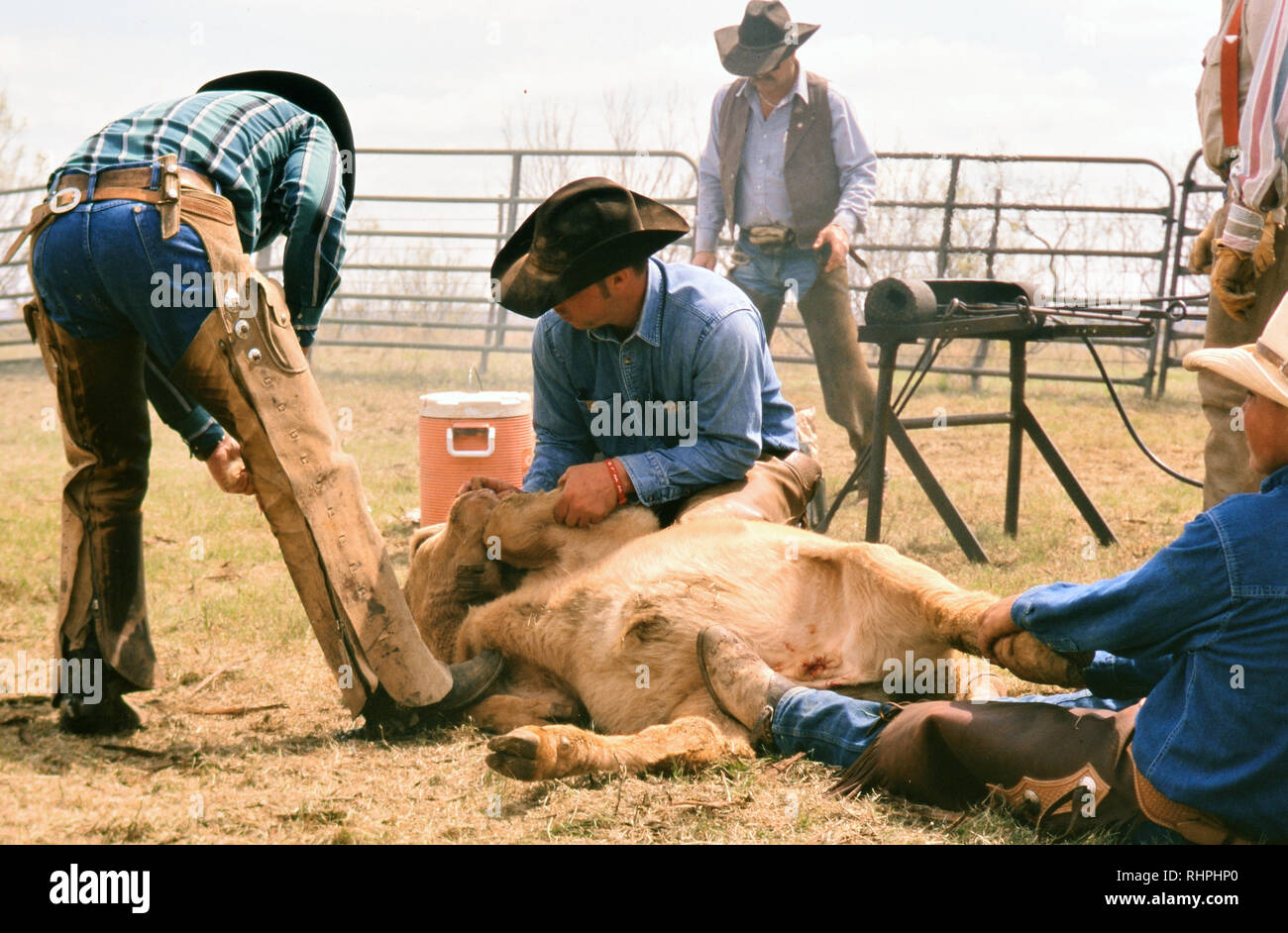 Cowboys holding down a calf at a spring time branding April 1998 Stock ...