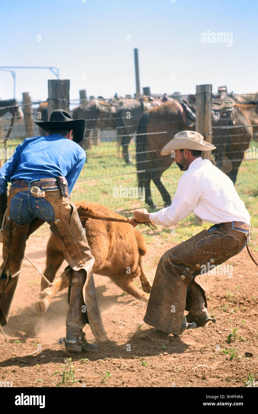 Cowboys branding cattle texas hi-res stock photography and images - Alamy