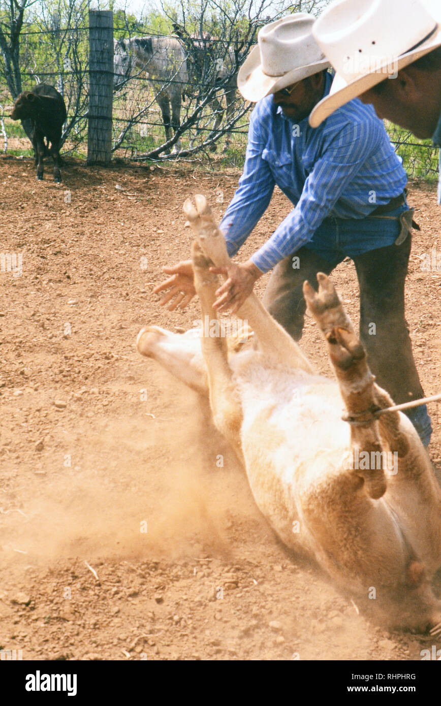 Cattle branding historical hi-res stock photography and images - Alamy