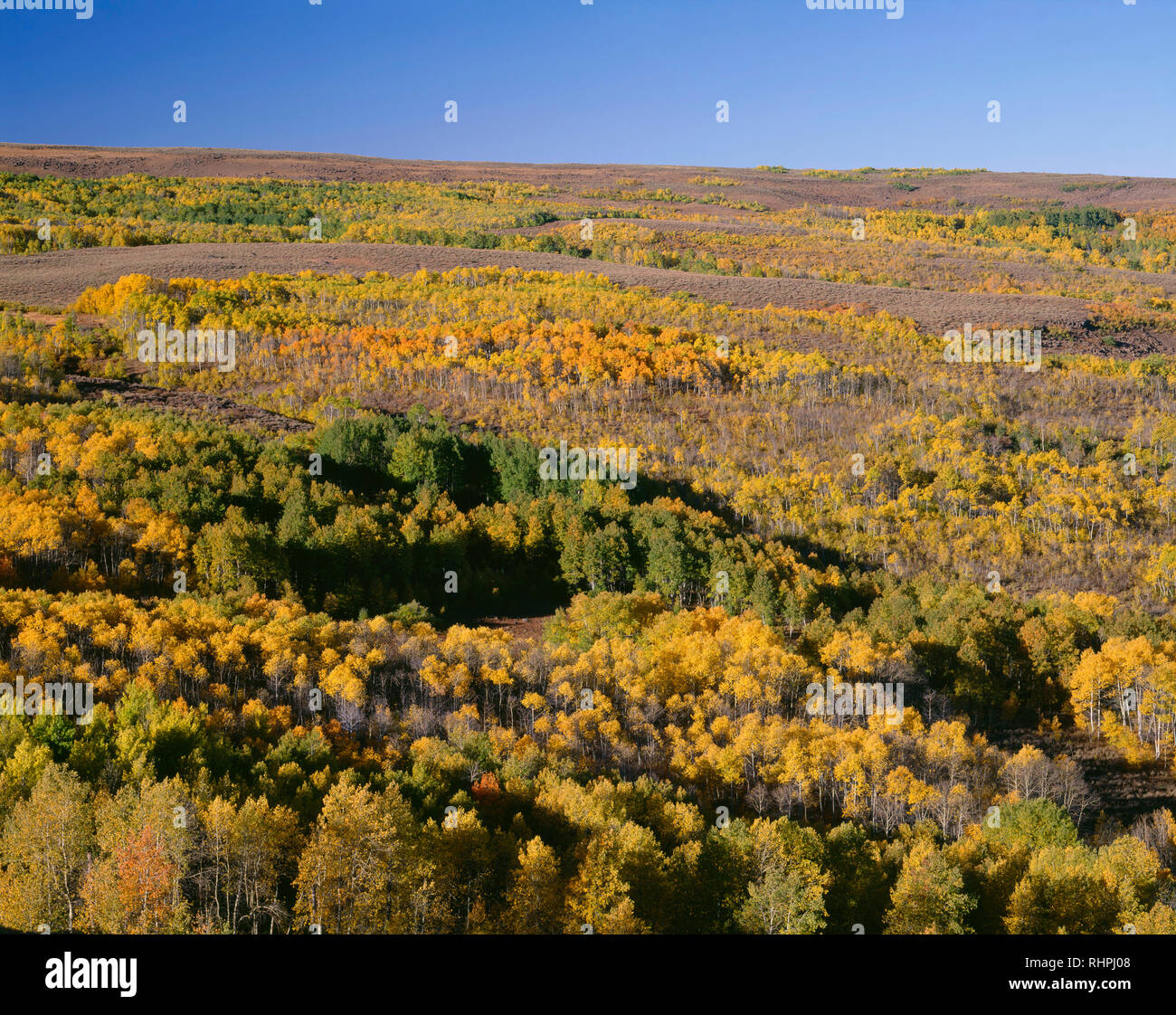 Aspen Forest Large Format High Resolution Stock Photography and Images ...
