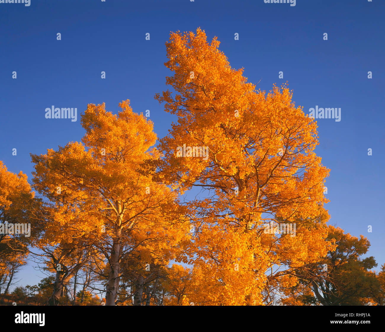 USA, Oregon, Steens Mountain Protection Area, Sunset reddens fall ...