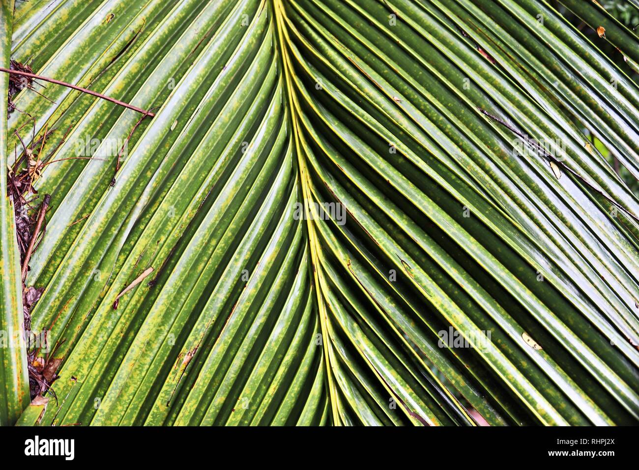 Beautiful palm trees at the beach on the paradise islands Seychelles ...