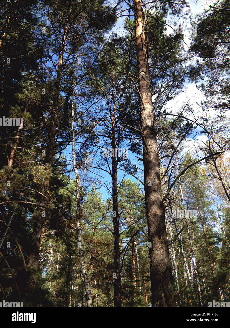 Forest of tall trees hi-res stock photography and images - Alamy