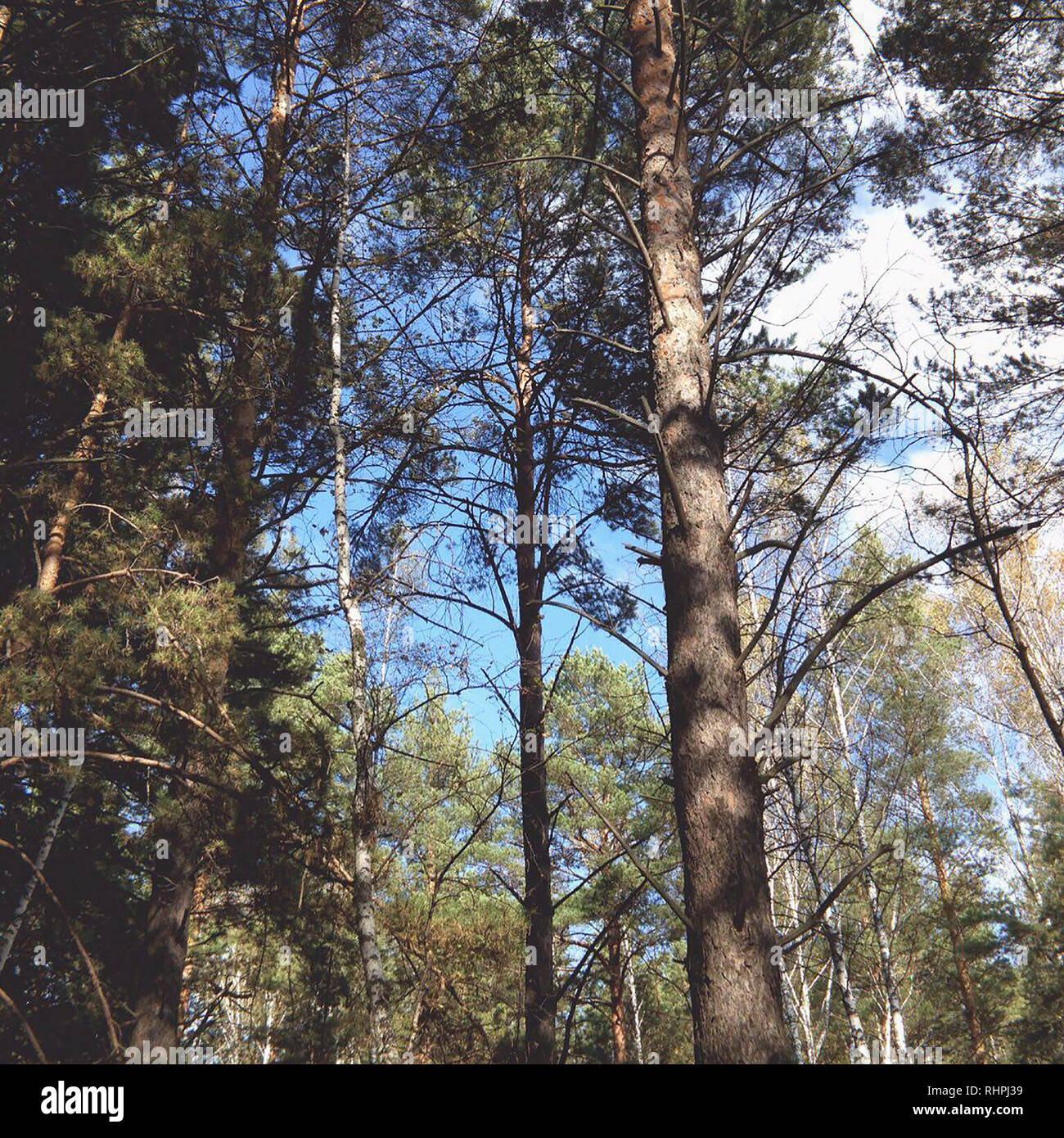 Forest of tall trees hi-res stock photography and images - Alamy