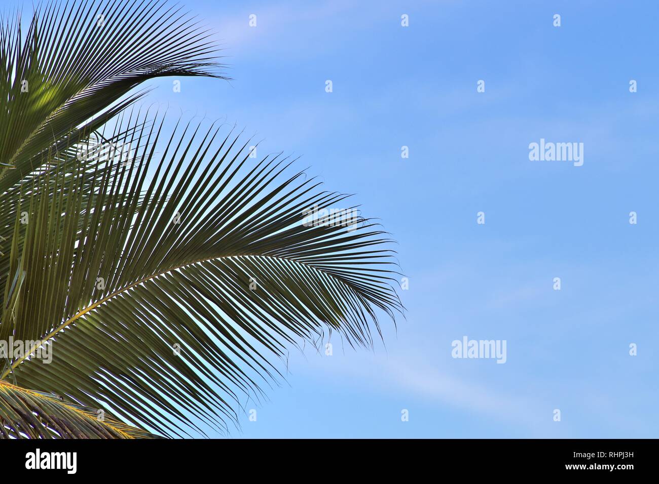 Beautiful palm trees at the beach on the paradise islands Seychelles ...