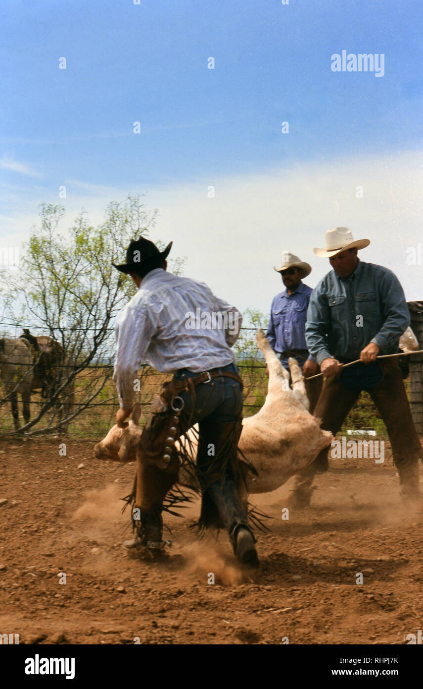 Archival cattle branding hi-res stock photography and images - Alamy