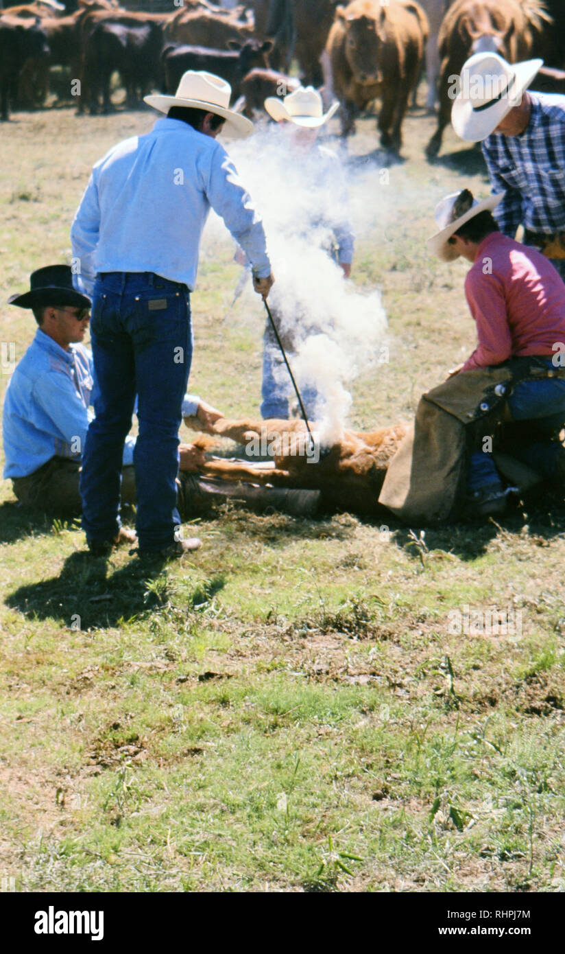 An authentic Texas cowboy using a branding iron to brand a calf in 1998 ...