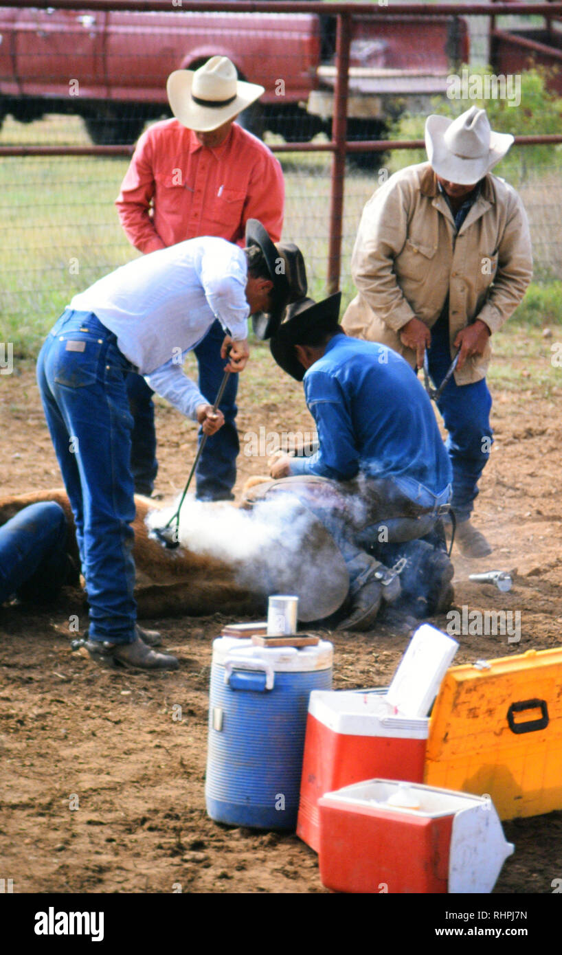 An authentic Texas cowboy using a branding iron to brand a calf in 1998 ...