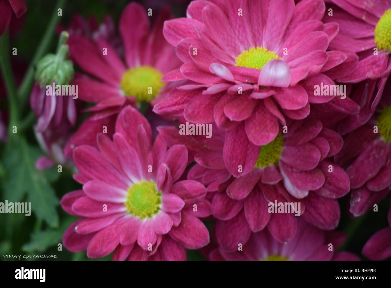 Orange yellow pink double flowers hi-res stock photography and images ...