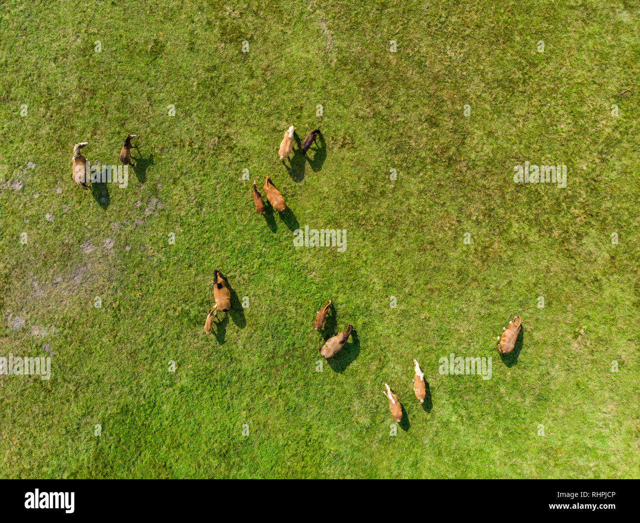 Bird on the back of horse hi-res stock photography and images - Alamy