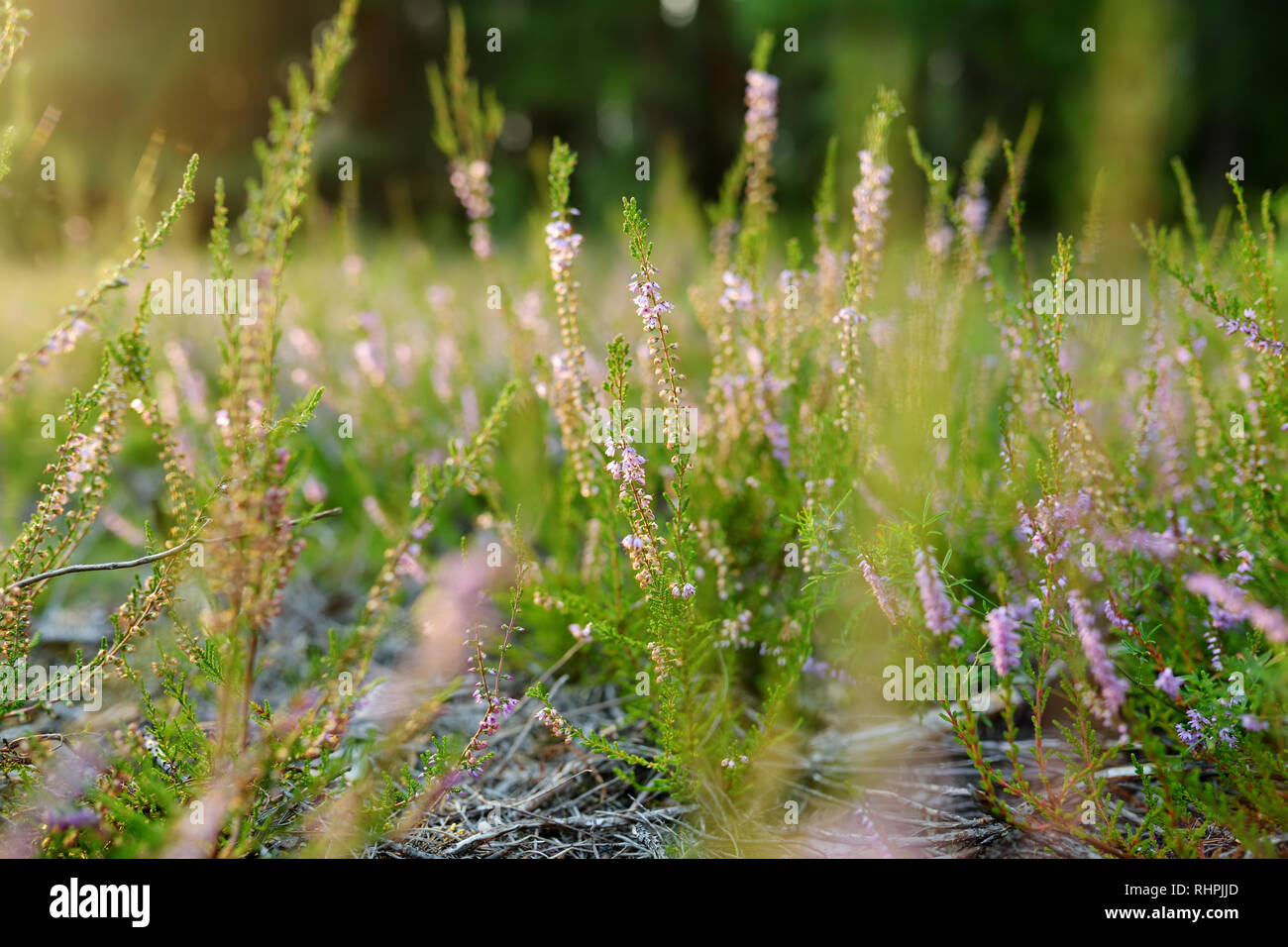 Detail of a flowering heather plant in Lithuanian landscape. Beautiful ...