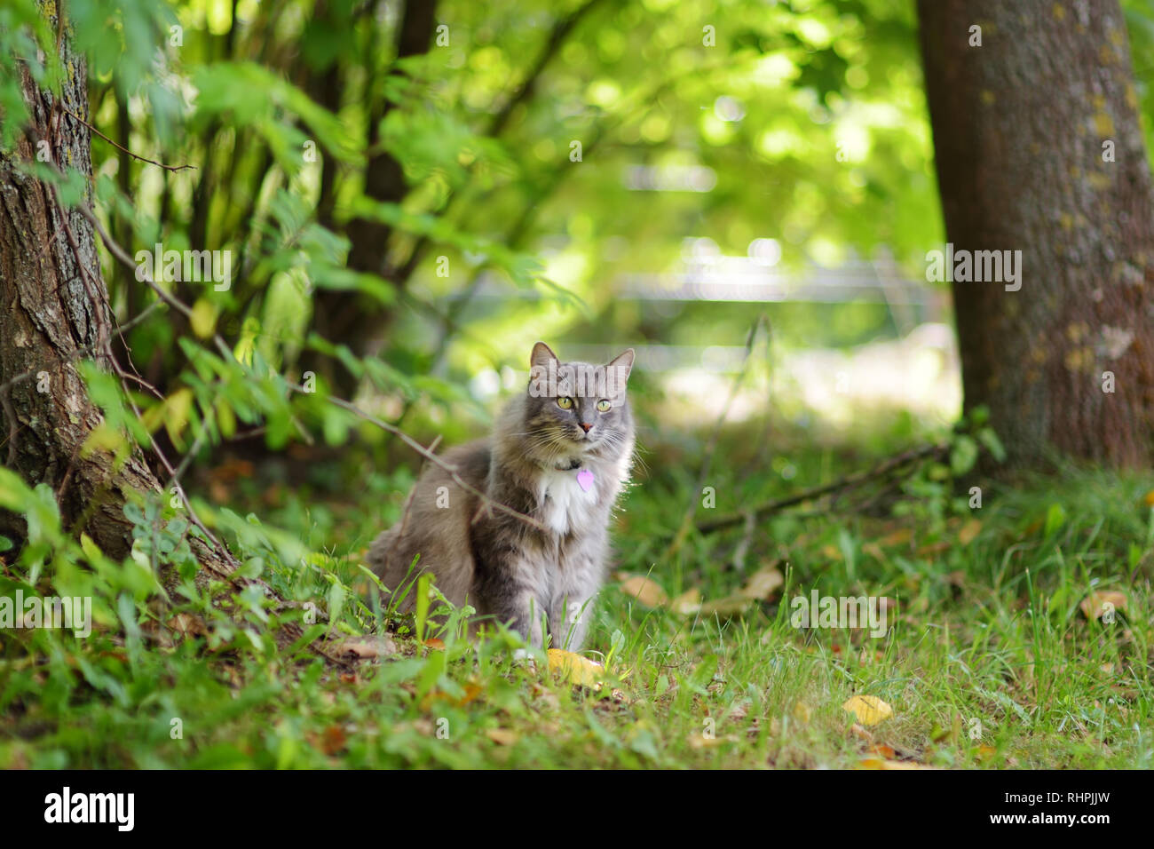 Cute cat outdoors on nice and sunny autumn day Stock Photo - Alamy