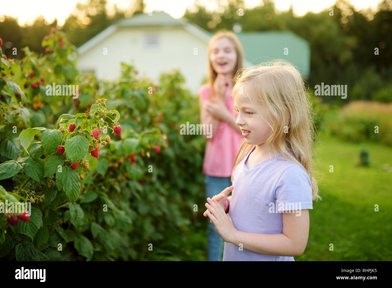 Cute little girl picking fresh berries on organic raspberry farm on ...