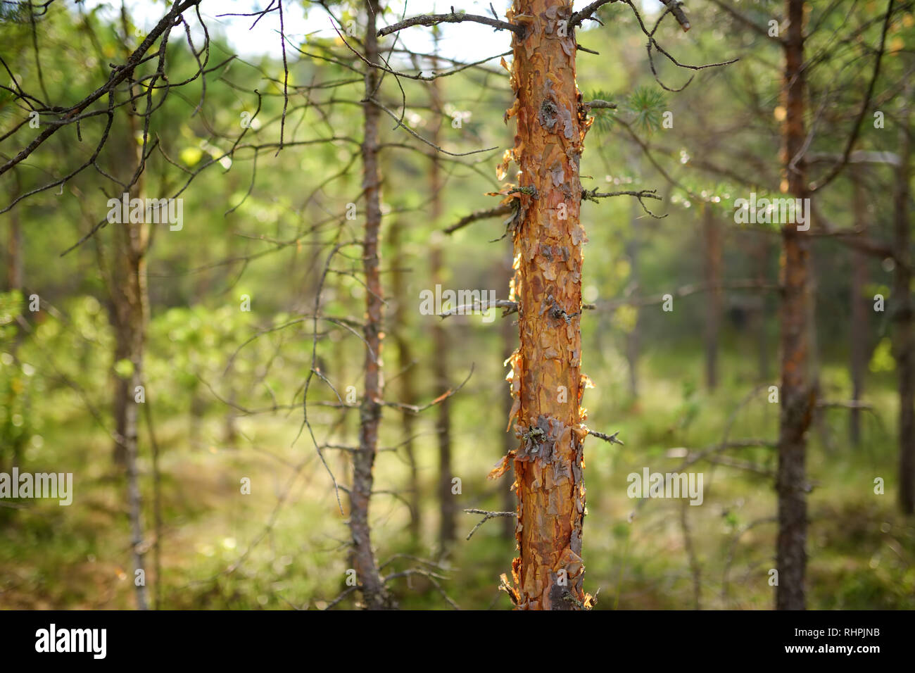 Beautiful mixed pine and deciduous forest in Lithuania, Europe Stock ...